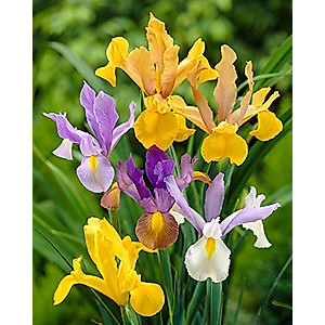 25 Iris Tuber Mix Planting Ornaments Perennial Garden Simple to Grow Pots Gifts, Large Size