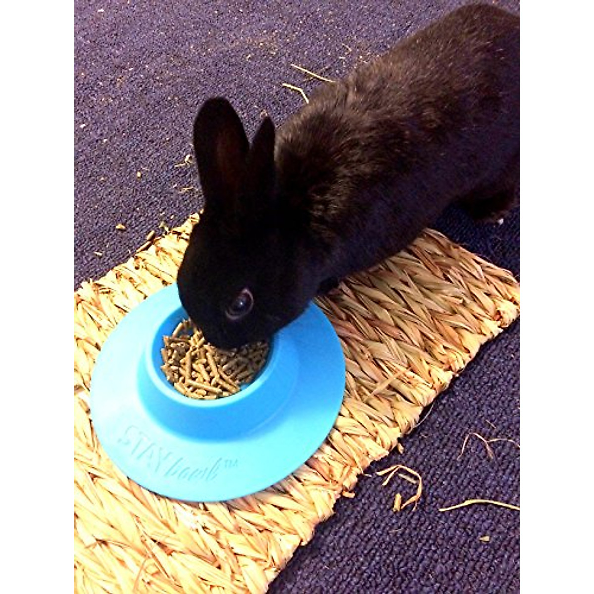 STAYbowl Tip-Proof Ergonomic Pet Bowl for Guinea Pig and Other Small Pets; 1/4-Cup Size; Sky Blue