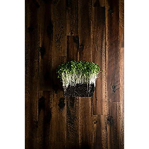 Arugula Microgreen Seeds Bulk 1 LB Resealable Bag | Spicy & Flavorful Greens | Non GMO Heirloom Seeds | Rocket Salad by Rainbow Heirloom Seed Co.