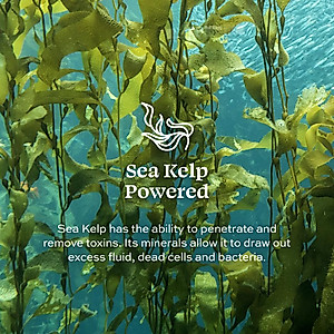 Aleavia Lavender Body Cleanse – Organic & All-Natural Prebiotic Body Wash, Scented with Pure Essential Oils – Nourish Your Skin Microbiome – 16 Oz.