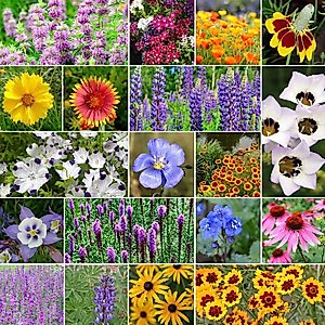 North American Native Wildflower Seed Mix - 1 Pound - Mixed Wildflower Seeds, Attracts Bees, Attracts Butterflies, Attracts Hummingbirds, Attracts Pollinators, Easy to Grow & Maintain, Container