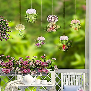 6PCS Hanging Air Plants Holders/Stand Mini Sea Urchin Shell Decorative Tillandsiat Succulent Air Plant Display Container for Home Office Wall Garden Beach Hawaii Theme Party Favors