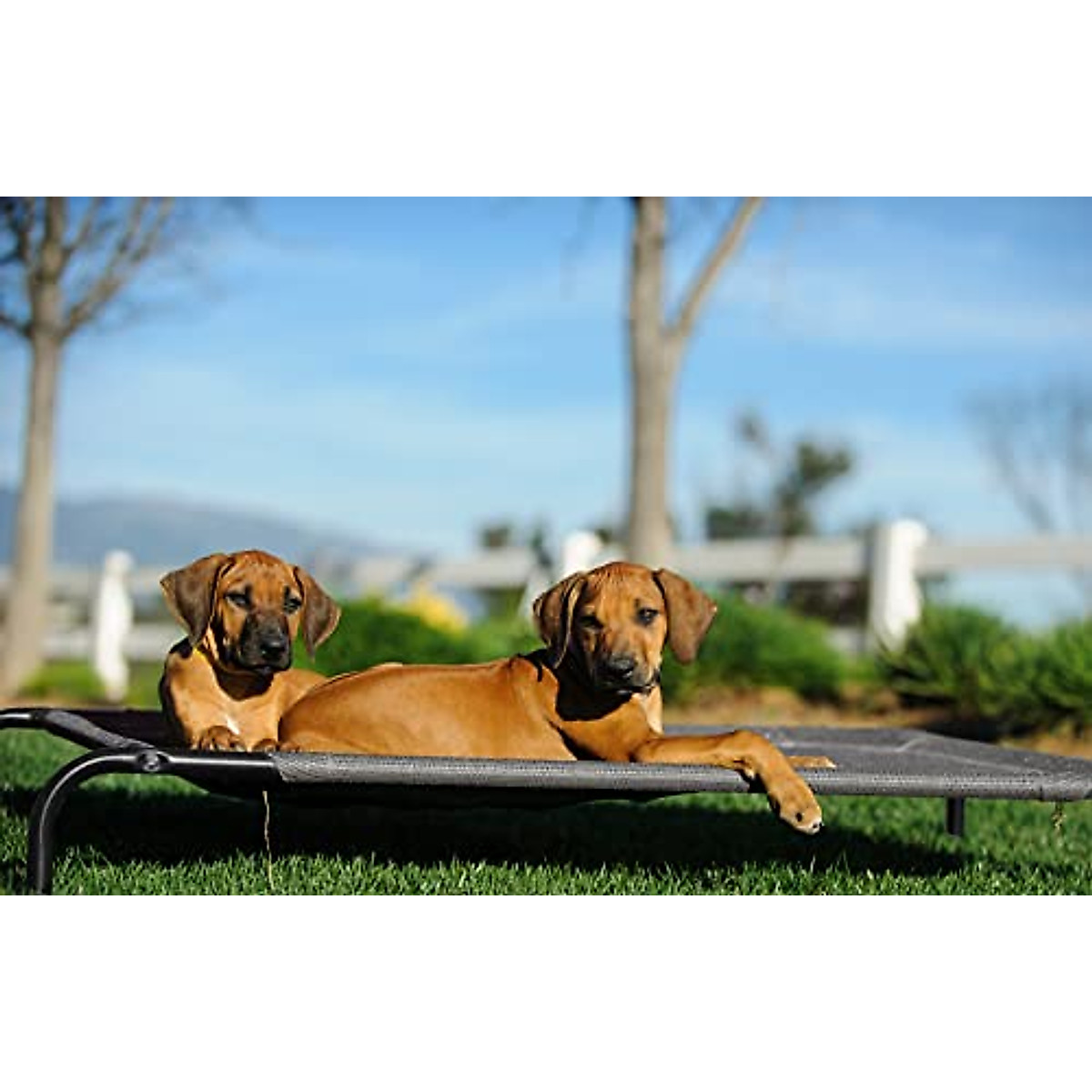 Love's cabin Outdoor Elevated Dog Bed - 49in Pet Dog Beds for Extra Large Medium Small Dogs - Portable Dog Cot for Camping or Beach, Durable Fall Frame Raised Dog Bed with Breathable Mesh