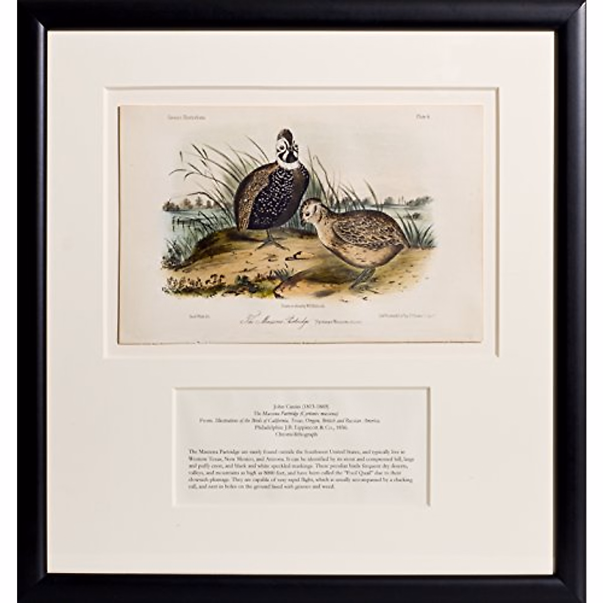 The Massena Partridge