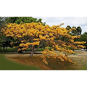 Succulent Seeds - Yellow FLAMBOYAN Royal Poinciana DELONIX REGIA Bonsai Tree Exotic Seed 50 Seeds