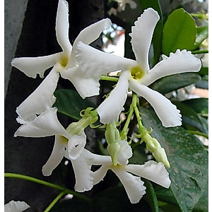 Confederate Star Jasmine Plant - 6" Pot - Extremely Fragrant Vine