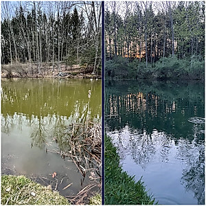 Natural Waterscapes Pond Dye - Midnight Blue Super Concentrate- 1 Quart Treats 1 Acre up to 6 Feet Deep, Dark Natural Looking Blue Pond Dye- Mix of Bright Blue Dye and Black Dye (1)