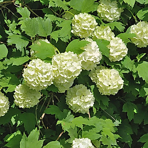 Old Fashion Snowball Viburnum Plant in Pot, 6 to 12 Inc Tall White Flower Plant for Garden No Ship CA