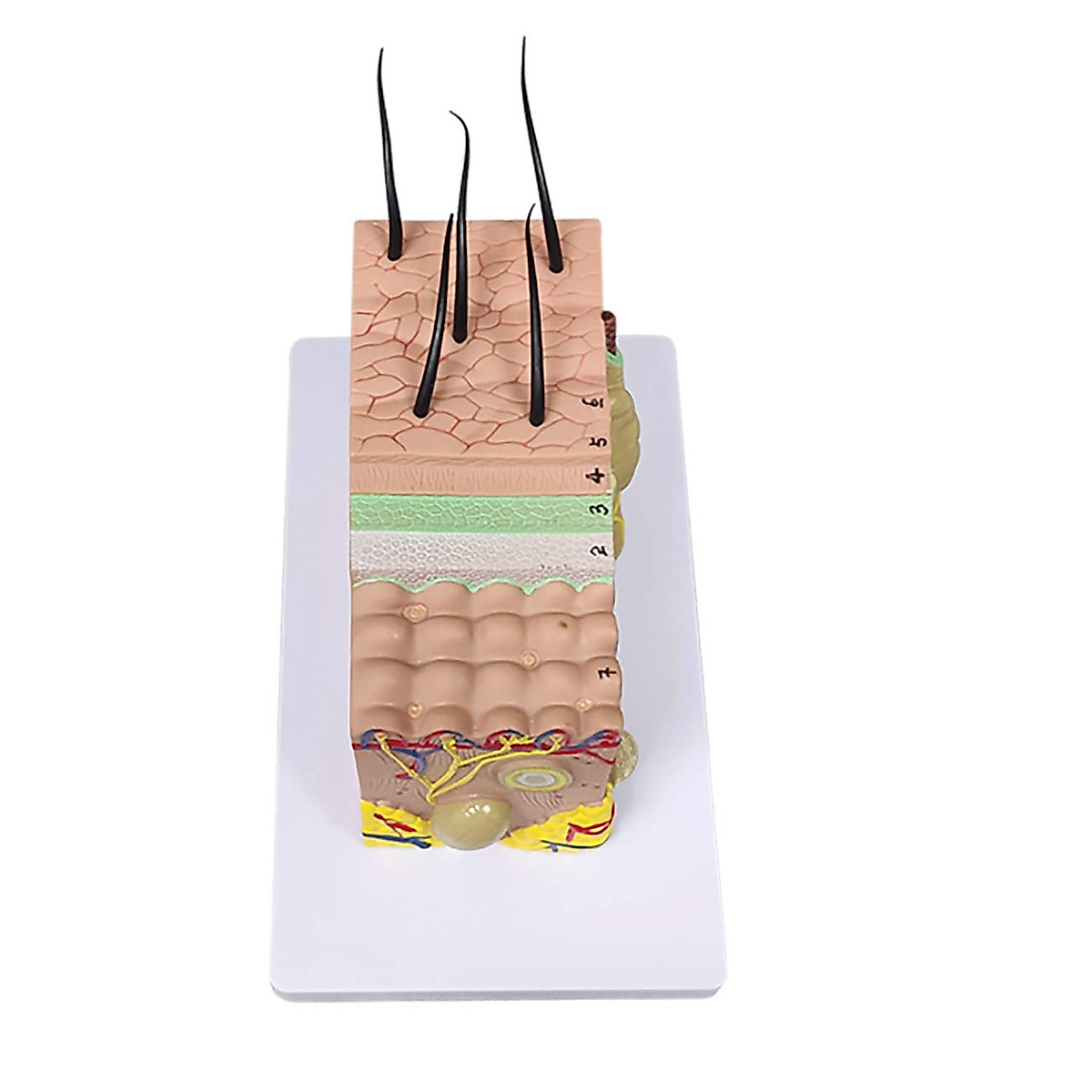 Ultrassist Skin Anatomy Model with A Study Guide, 35 Times Enlarged Anatomical Skin Model, Teaching Tool for Science Study or Patient Education