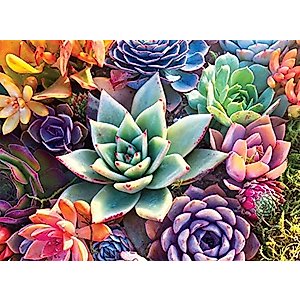Succulent Diamond Painting Kits for Adults - 5D Diamond Art Kits for Adults Kids Beginner,DIY Flowers Full Drill Paintings with Diamonds Gem Art for Adults Home Wall Decor 11.8x15.7inch