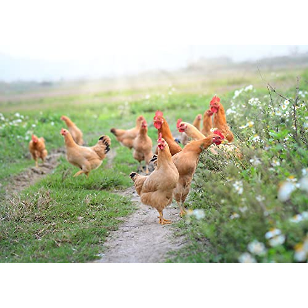 Chicken Forage Seed Mix - Better Eggs and Meat, Annual Ryegrass, Perennial Ryegrass, Buckwheat, Flax, Millet, Forage Peas, Red Clover, Alfalfa, Sunflowers (1 Pound)