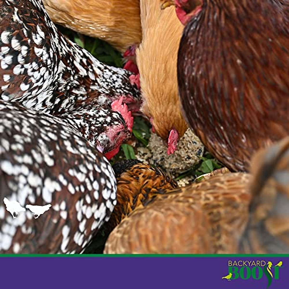 Backyard Boost Busy Balls - Prebiotic Chicken Food Treat to Alleviate Boredom - 1.36.Pounds (Pack of 6)