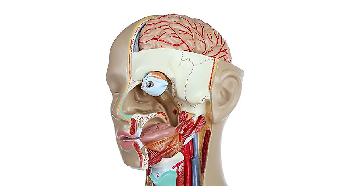 Human Torso Model with 18 Removable Organs | Detailed Anatomy Study