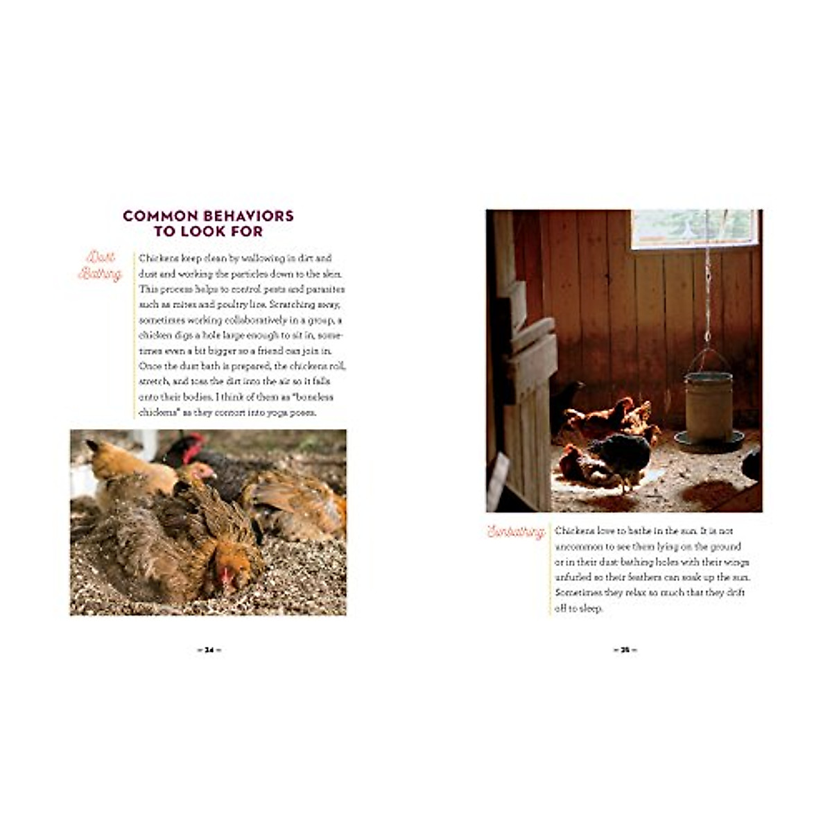 How to Speak Chicken: Why Your Chickens Do What They Do & Say What They Say