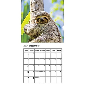 Our World Sloth Wall Calendar 2024 - Fun Family Planner & Daily Organizer with Monthly Cute Sloth Calendar Images - Slim Design 2024 Wall Planner - Great Gift for Animal Lovers