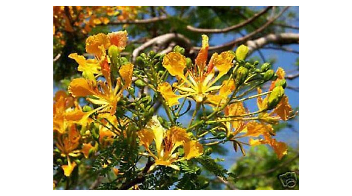 Grow Stunning Yellow Flamboyan Tree Seeds | Tropical Garden Beauty