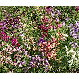 Fairy Bouquet "Spurred" Snapdragon Flowers for Planting, 2000+ Seeds Per Packet, (Isla's Garden Seeds), Non GMO & Heirloom Seeds, Great Flower Garden Gift