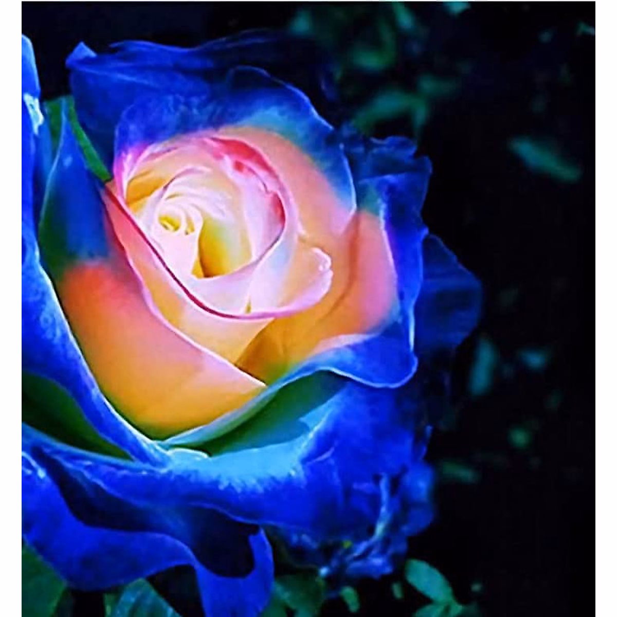 200+ Rare Blue Pink Roses Seeds for Planting, Hybrid Rare Rose, Perennial Shrub