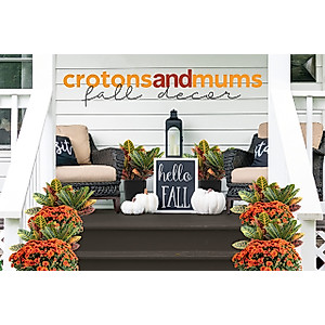 Nature’s Way Farms Croton Petra Live Plant (18-24 in. Tall) in Growers Pot