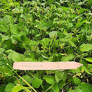 Fig Tree "Chicago Hardy" Set of 4 starter plants