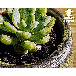 O-FarFarm Horticultural Charcoal for Potted Plants 2 QT, Hardwood Charcoal for Potting Soil Amendment, Orchids, Terrariums, and Gardening