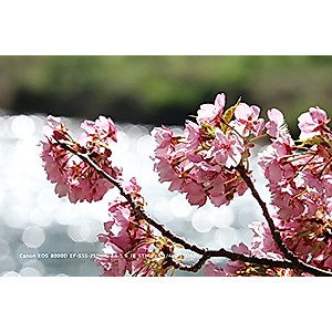 Canon DSLR camera EOS 8000D body 24.2 million pixels EOS8000D [International Version, No Warranty]