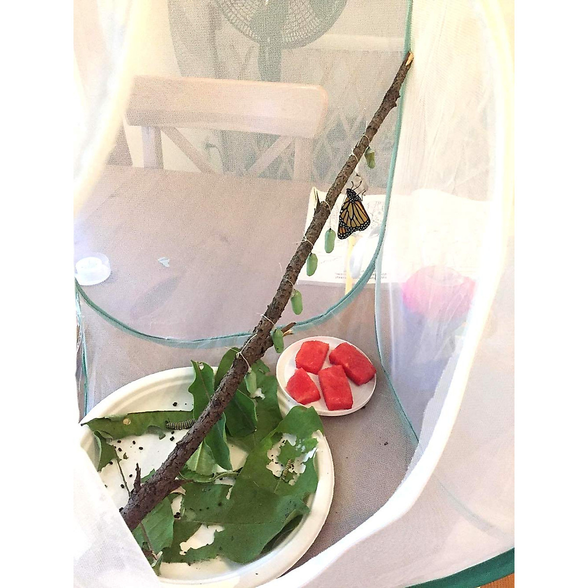 Trasfit Pop-up Insect and Butterfly Habitat Cage Terrarium - 24 Inches Tall