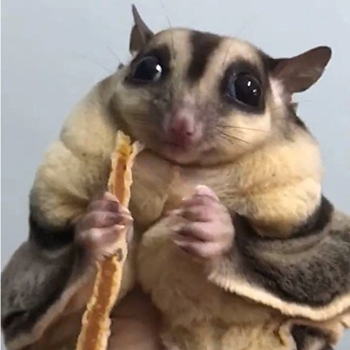 Polar Bear's Pet Shop 1 Pcs Family Pack Fish Flavor Sugar Glider Hamster Squirrel Chinchillas Small Animals Sandwich Snacks and Food (120g)