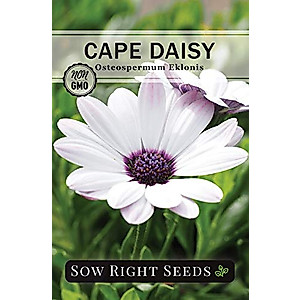 Sow Right Seeds - Daisy Flower Seed Collection for Planting - Attract Pollinators - Beautiful Annual and Perennial Flowers to Plant in Your Home Garden - Non-GMO Heirloom Seeds - Great Gardening Gift