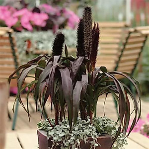 CHUXAY GARDEN 25 Seeds Pennisetum Glaucum 'Purple Majesty' Seeds,Ornamental Millet Annual Grass Drought Tolerant Easy Grow