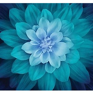 Hoffman Dream Big Digital Flower Panels - P4389 21 Teal Panel 43"X43" Fabric