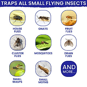 Window Fly Traps Indoor Clear 15pk Strips Indoor. The Only Double Strip Trap for Home. Paper Catchers Inside Home Flypaper House Killer Bug Catcher