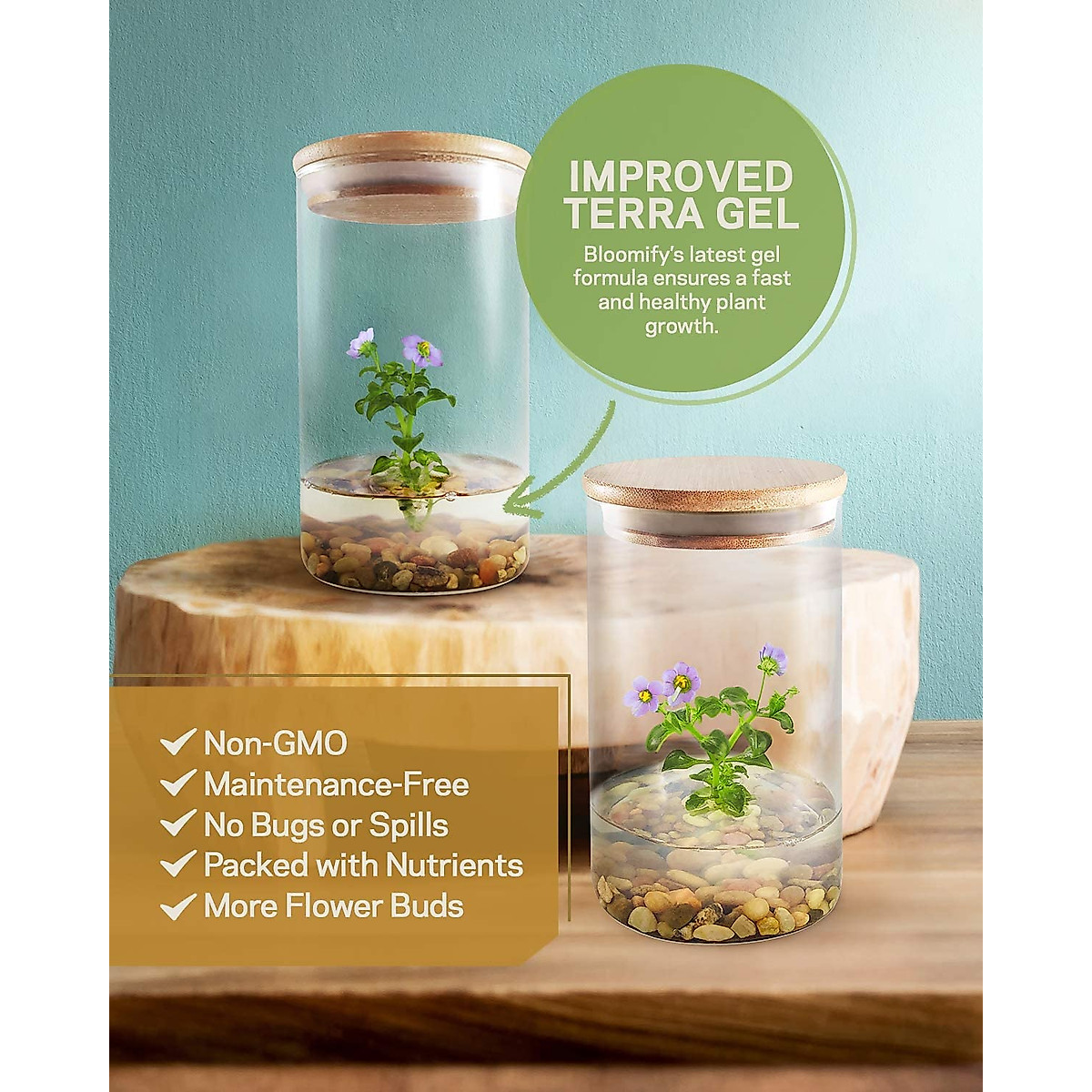 Bloomify Persian Violet (Exacum Affine) - Live Flower Terrarium in Self Sustaining Glass Jar, Maintenance Free and Blooms All-Season, Great Unique Gift and Home Decor, 100% Growth Guarantee