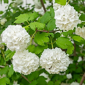 Old Fashion Snowball Viburnum Plant in Pot, 6 to 12 Inc Tall White Flower Plant for Garden No Ship CA