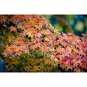 Japanese Maple | Medium Tree Seedling | The Jonsteen Company
