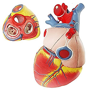Evotech Deluxe Human Heart Model with Thymus Gland & Diaphram Base, 10 Parts 1.5X Life Size Large Anatomical Heart Model for Classroom and Cardiology Study