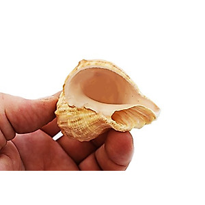 4 Large Shell Hermit Crab Changing Set - Select Shells - Large 1 1/4"-1 3/4"+ Opening - Land Snail and Conch Shells