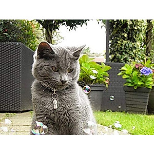 Pet Qwerks Incredibubbles Interactive Cat Toys - Long Lasting Edible Bubbles for Cats - Catnip Flavor - 20 ML