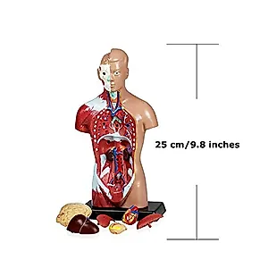Parco Scientific PBM-B12 Elementary and High School Learning Package | Set of Three Human Anatomy Models, Skeleton, Torso and Skin | W Manual & Carrying Case