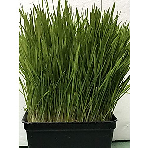 Wheat Grass Seed 1lb - Guaranteed to Grow