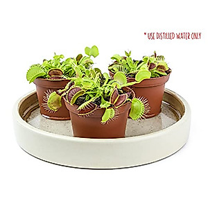 Live Venus Fly Trap Live Plant, Dionaea Muscipula, Venus Fly Trap Plant Decor, Sundew Carnivorous Plants Live Houseplants, Venus Fly Trap Terrarium Plants, Live Plants Indoor Plants by Plants for Pets