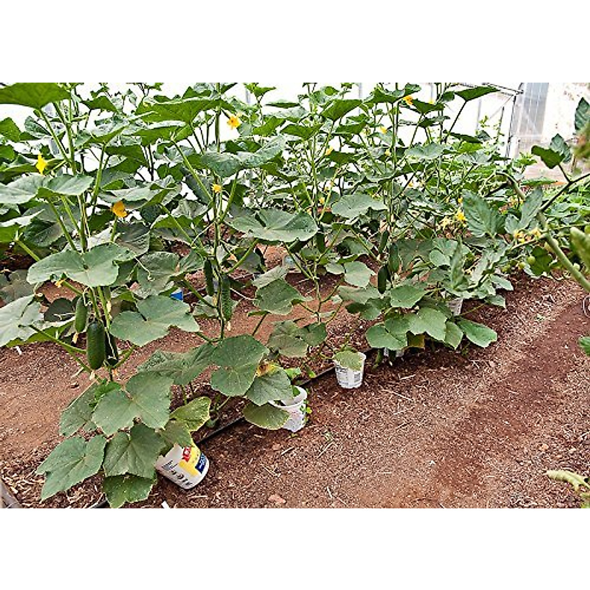 30+ Persian Beit Alpha (A.k.a. Lebanese) Cucumber Seeds Heirloom NON-GMO Crispy Fragrant From USA