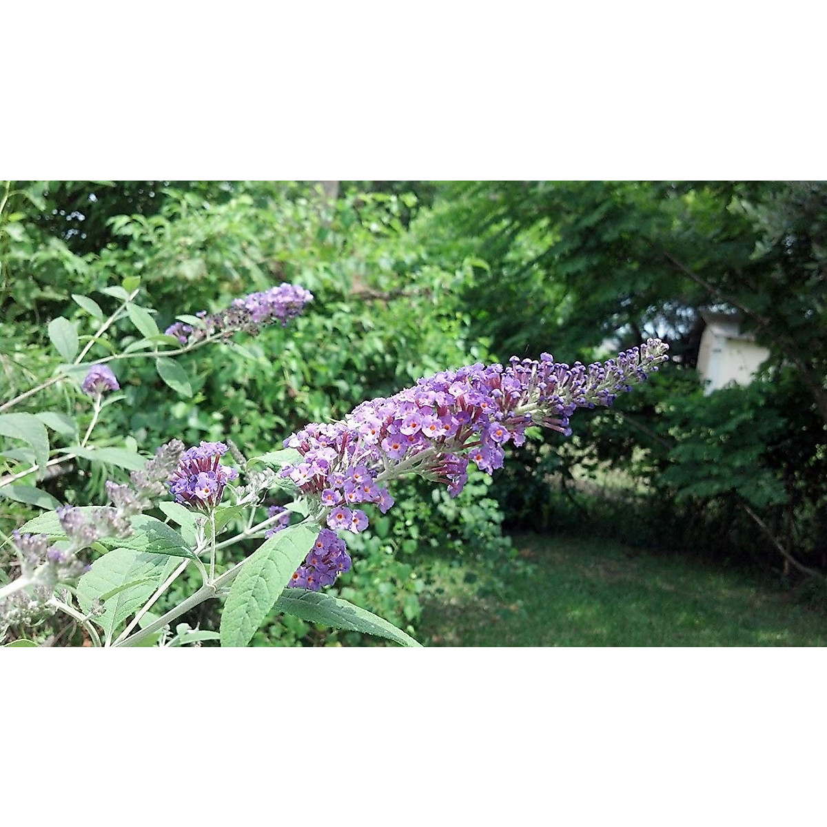 Buddleia Nanho Blue - 3 Live Plants - Blooming Butterfly Bush