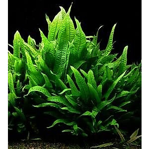 Java Fern on 3 x 2.5 Coco Mat | Microsorum Pteropus - Easy Tropical Live Aquarium Plant