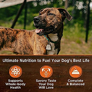 Wellness CORE 95% Natural Wet Grain Free Canned Dog Food, Beef & Carrots,12.5-Ounce Can (Pack of 12)