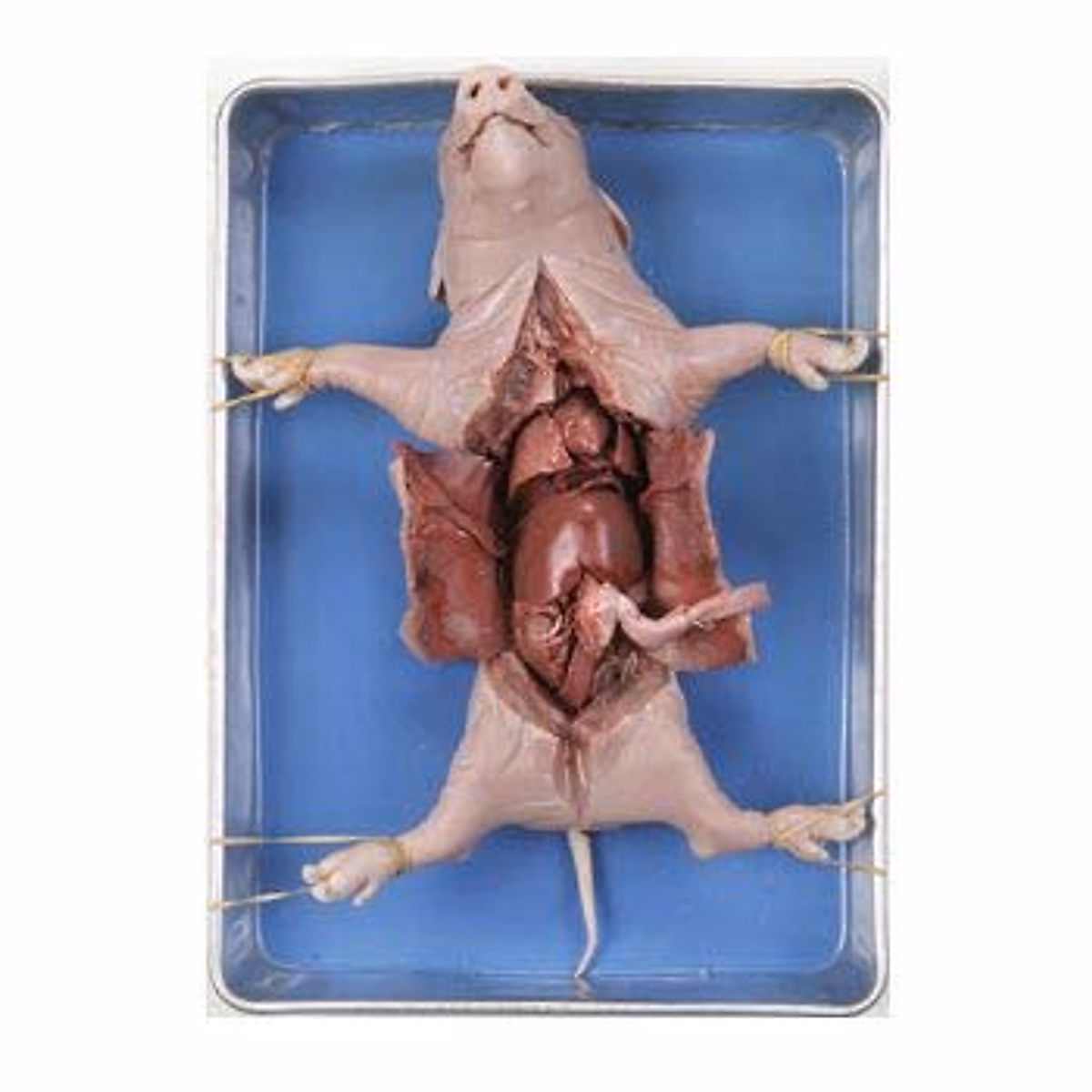 Perfect Solution Preserved Pig, Plain, 1/Bag, 5-7 in