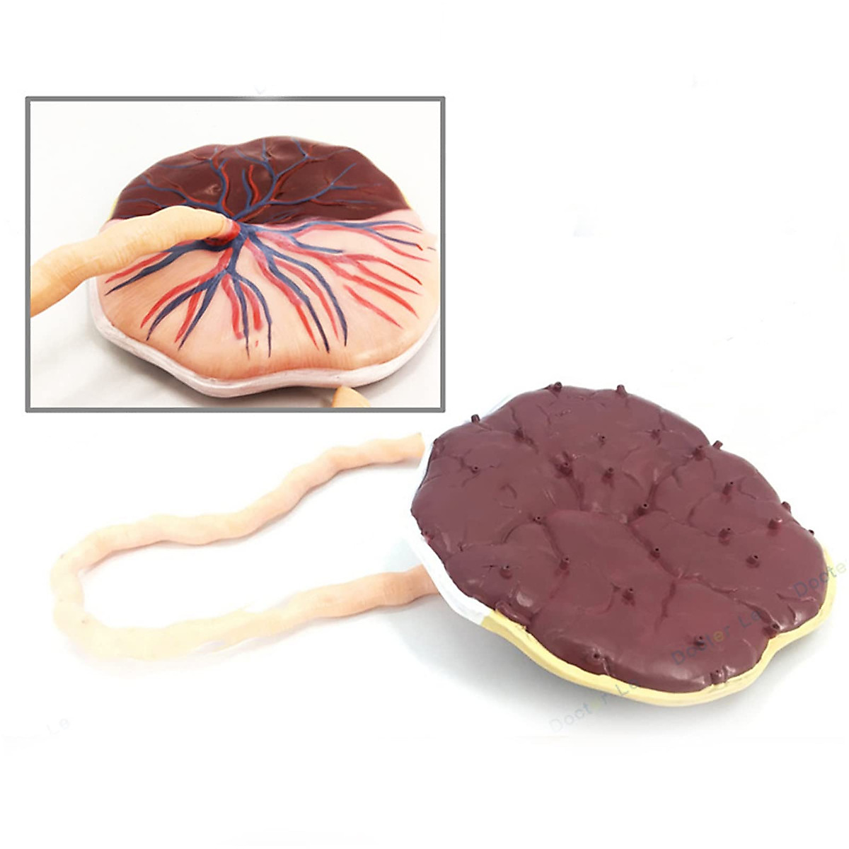 KH66ZKY Human Placenta Umbilical Cord Model - Reproductive System Anatomical Model - Human Internal Organs Medical Educational Training Aid