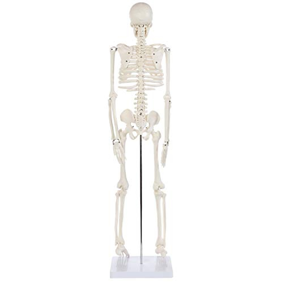 Anatomy Lab Human Skeleton Model, 34" Mini Skeleton Replica Mounted to Base for Display, with Removable Skull Cap, Movable Arms and Legs, and Details of Human Bones