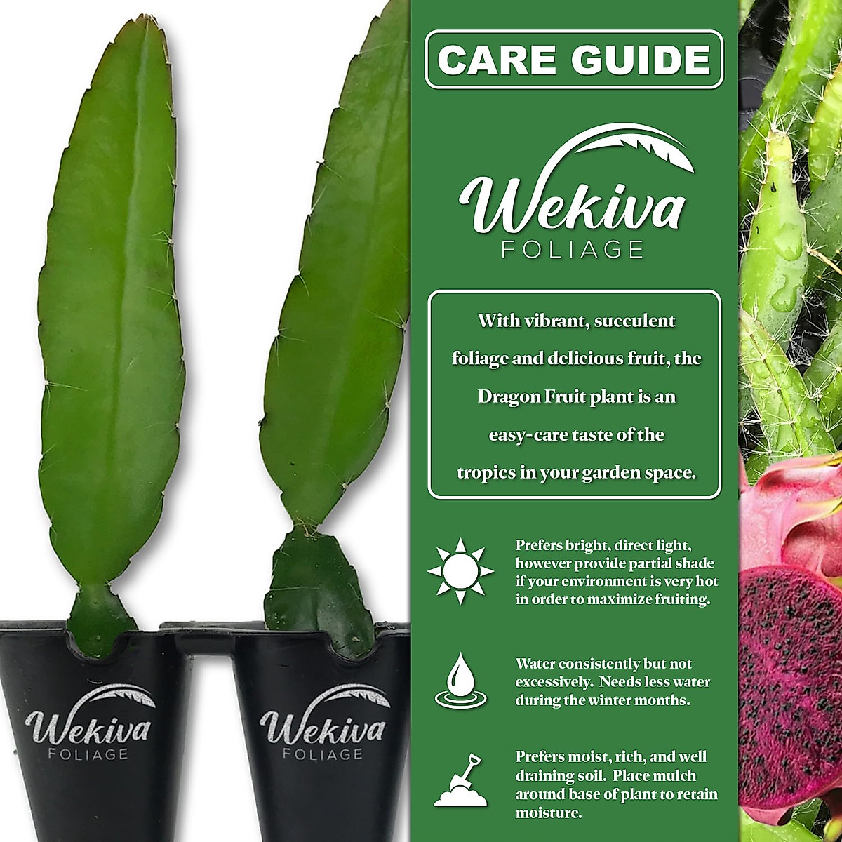 Edgar's Baby Dragon Fruit Tree - 4 Live Starter Plants - Hylocereous Undatus - Edible Tropical Fruit Plant from Florida