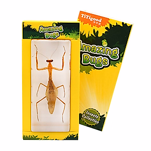 Cherish XT Insect Display Taxidermy Mantis Hierodula patellifera Praying Mantis Specimen Paperweight Science Clammroom Speciemn for Science Education